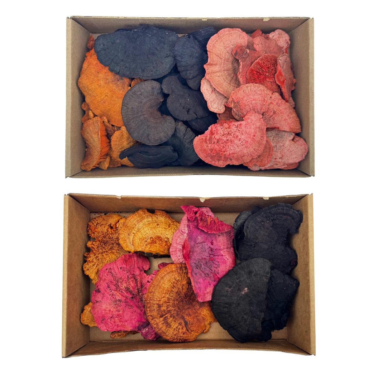 Box of Colorful Dried Mushrooms – Rust & Cinder